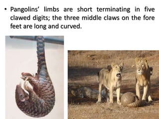 Order pholidota | PPTX