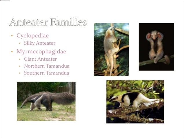 Order pilosa Shared By Abdul Qahar Buneri AWKUM BUner Campus