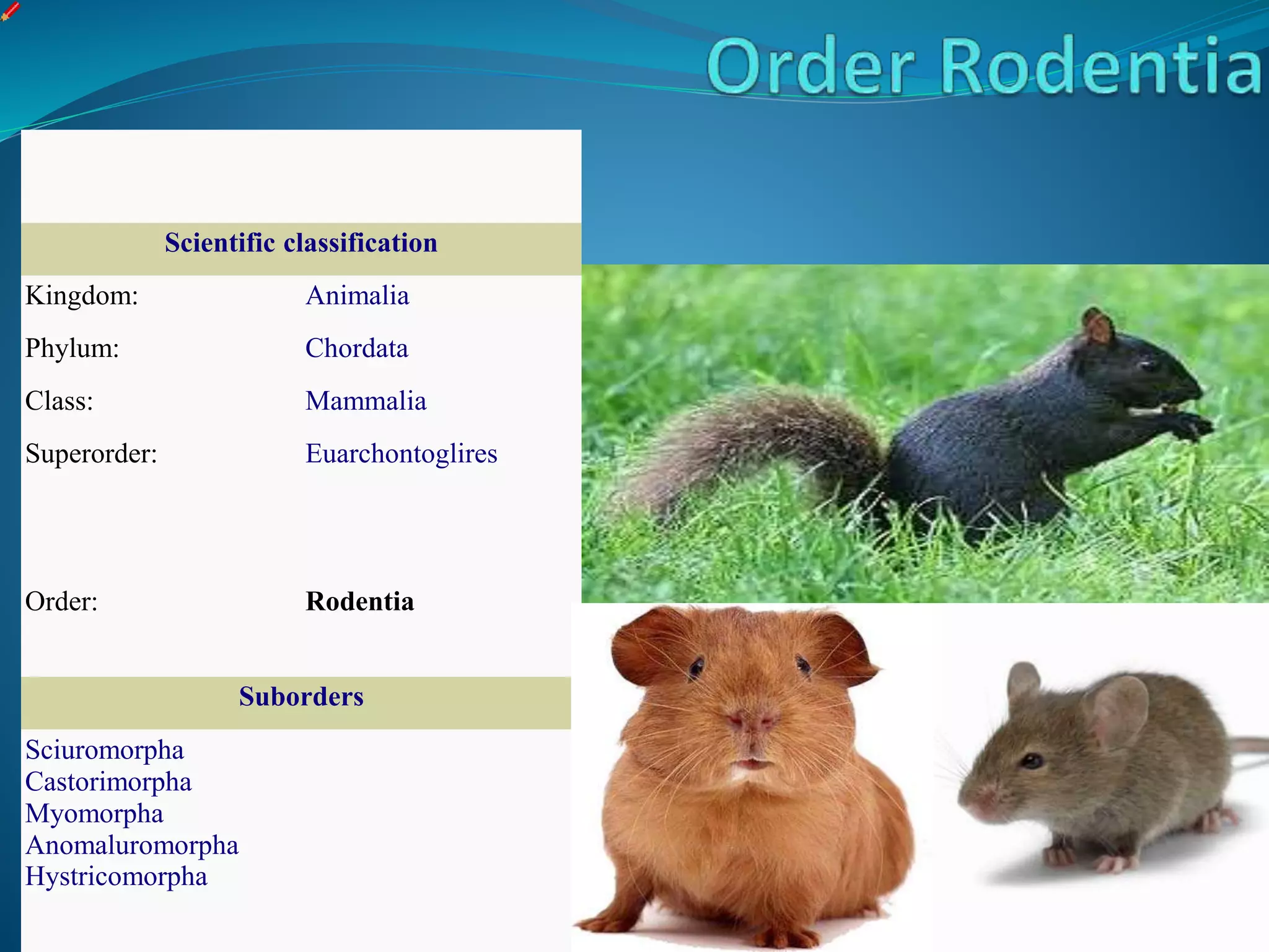 Order rodentai Shared By Abdul Qahar Buneri AWKUM BUner Campus | PPT