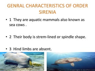 Order sirenia Shared By Abdul Qahar Buneri AWKUM BUner Campus | PPT