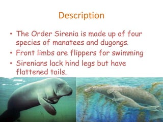 Order sirenia Shared By Abdul Qahar Buneri AWKUM BUner Campus | PPT