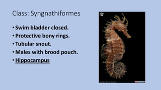 Orders of class osteichthyes | PPTX