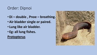 Orders of class osteichthyes | PPTX