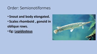Orders of class osteichthyes | PPTX