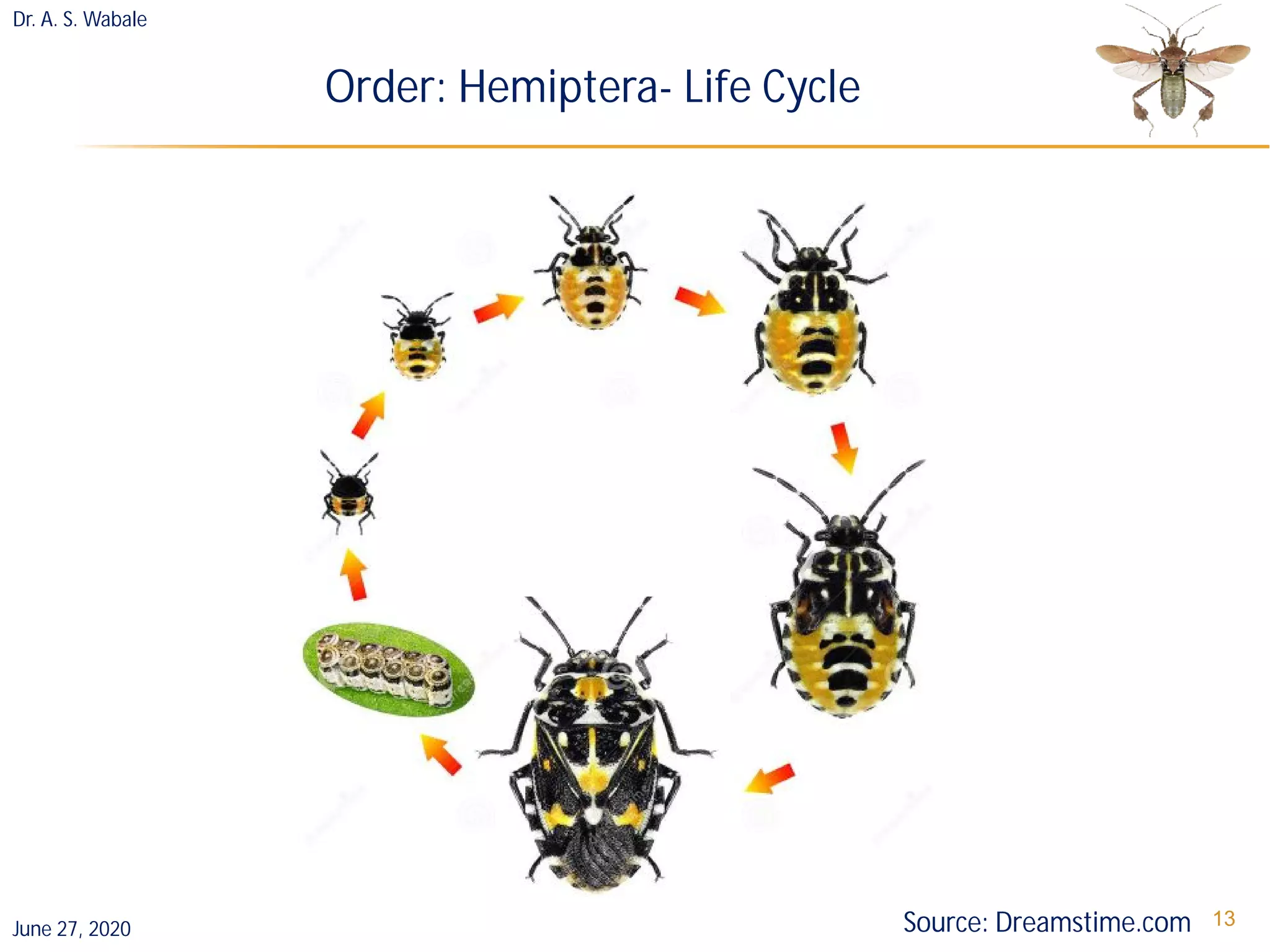 Orders of insect pest | PDF
