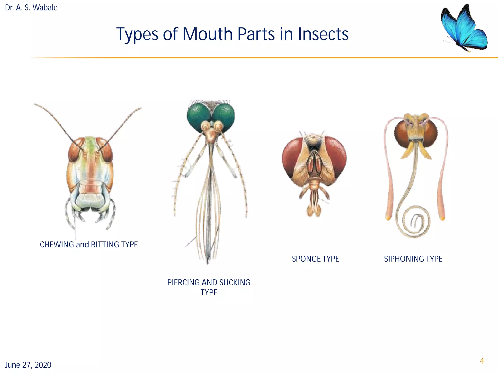 Orders of insect pest | PDF