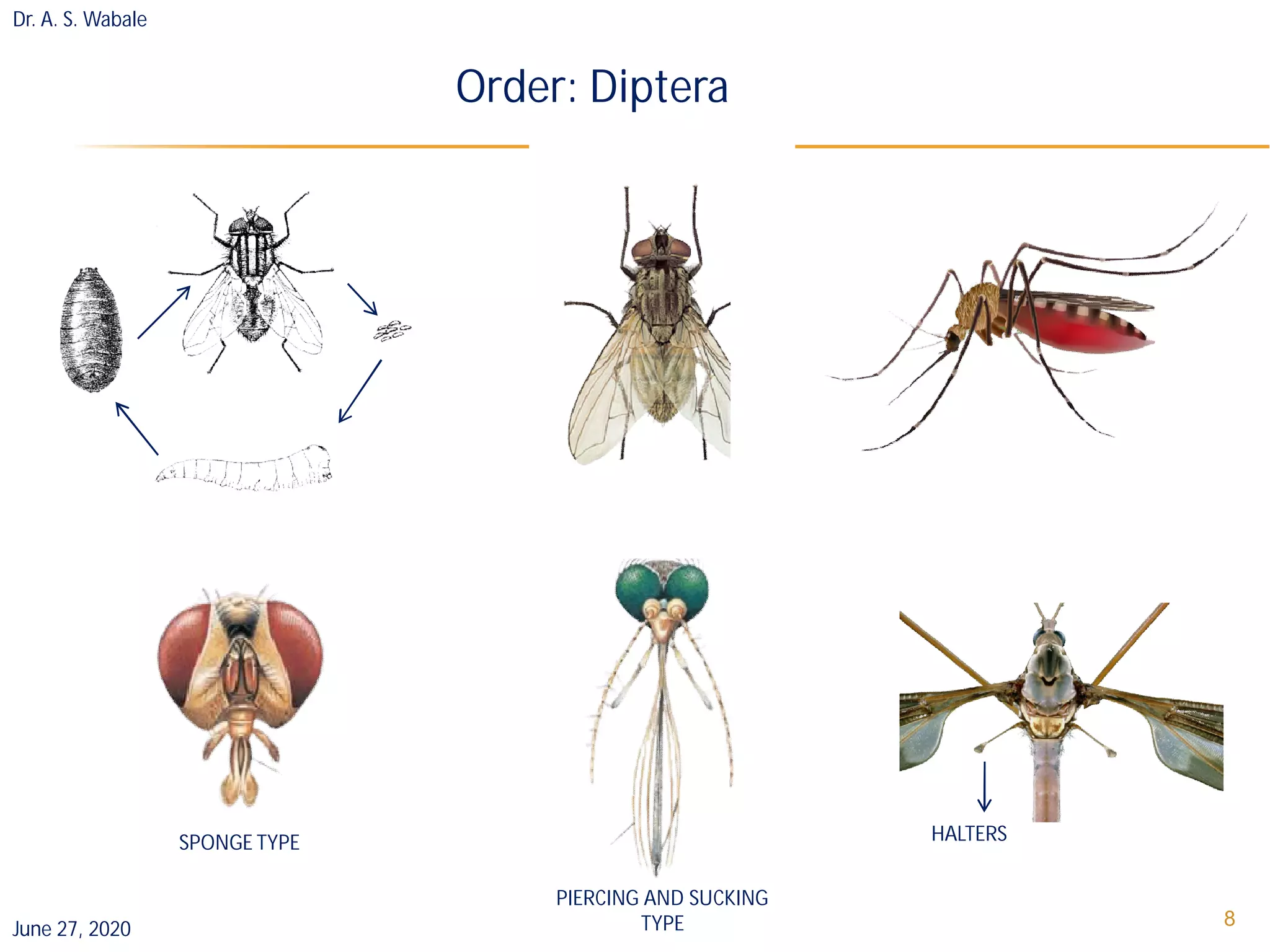 Orders of insect pest | PDF