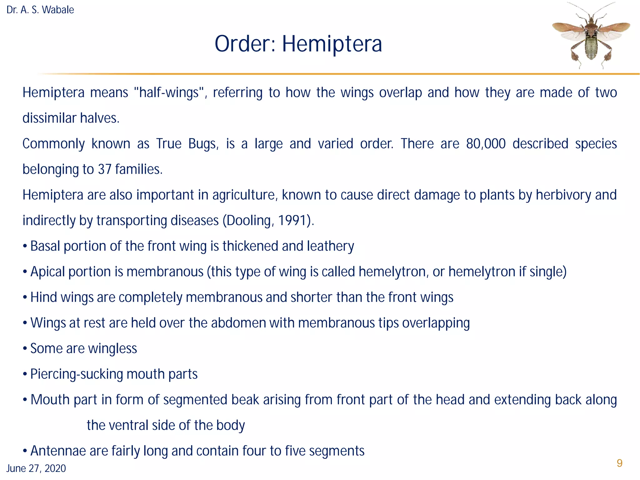 Orders of insect pest | PDF
