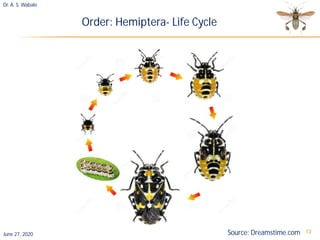 Orders of insect pest | PDF