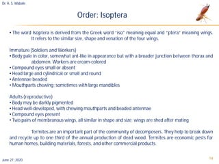 Orders of insect pest | PDF