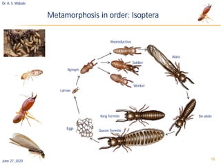 Orders of insect pest | PDF