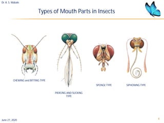 Orders of insect pest | PDF