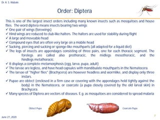 Orders of insect pest | PDF