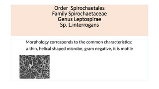 Order Spirochaetales, microbio(2).pptx