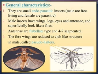 Order strepsiptera, mecoptera and siphonaptera | PPTX