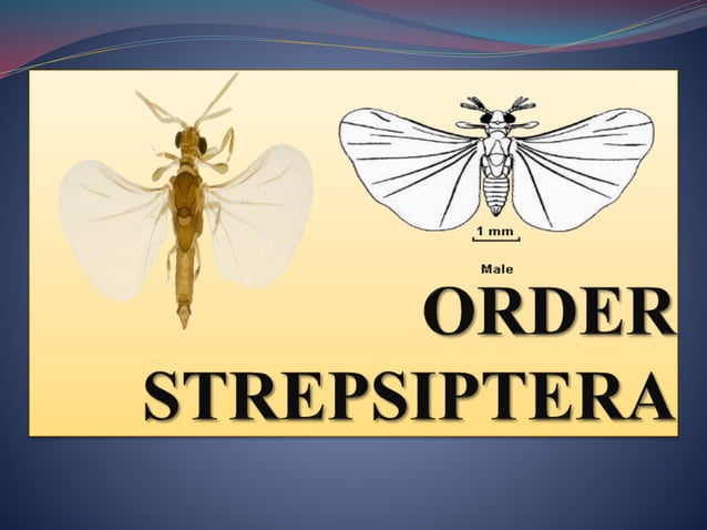 Order strepsiptera, mecoptera and siphonaptera
