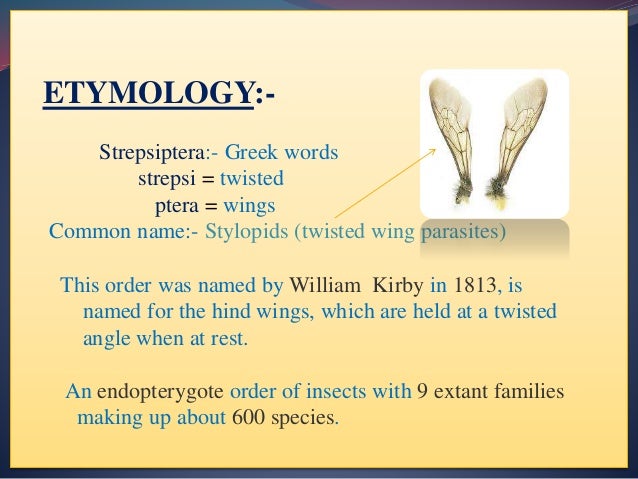 Order strepsiptera, mecoptera and siphonaptera