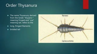 Order thysanura and its ipm | PPTX