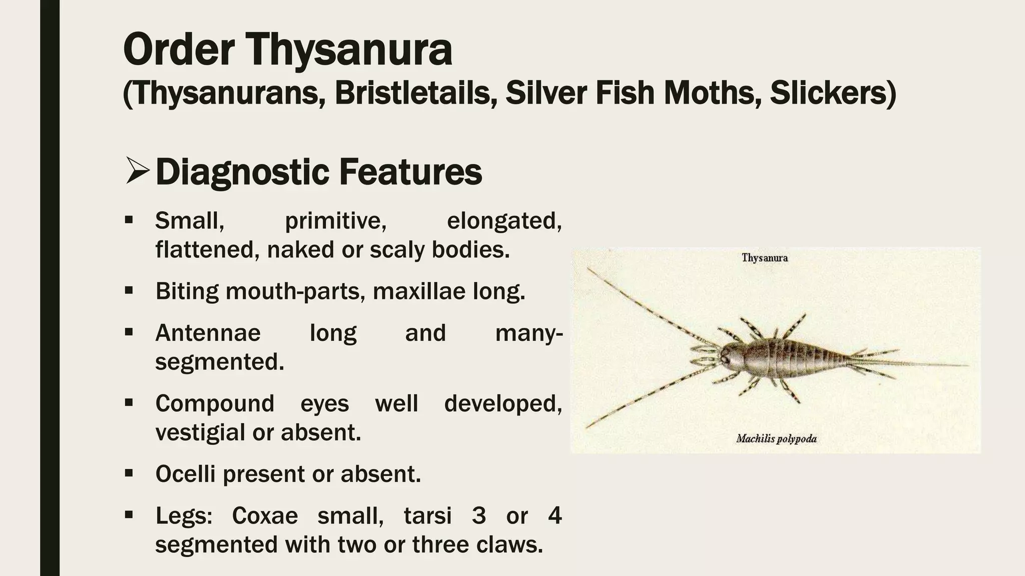 Order thysanura (silver fish) | PPTX