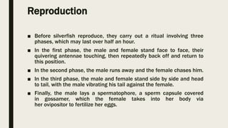 Order thysanura (silver fish) | PPTX