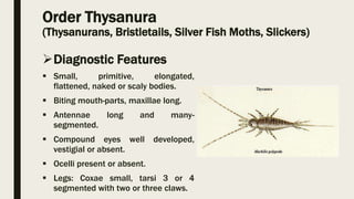 Order thysanura (silver fish) | PPTX