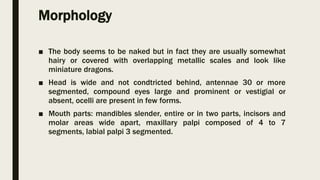 Order thysanura (silver fish) | PPTX