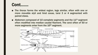 Order thysanura (silver fish) | PPTX