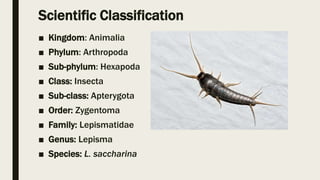 Order thysanura (silver fish) | PPT