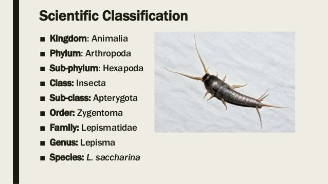 Order thysanura (silver fish)