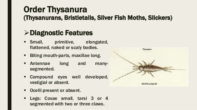 Order thysanura (silver fish)
