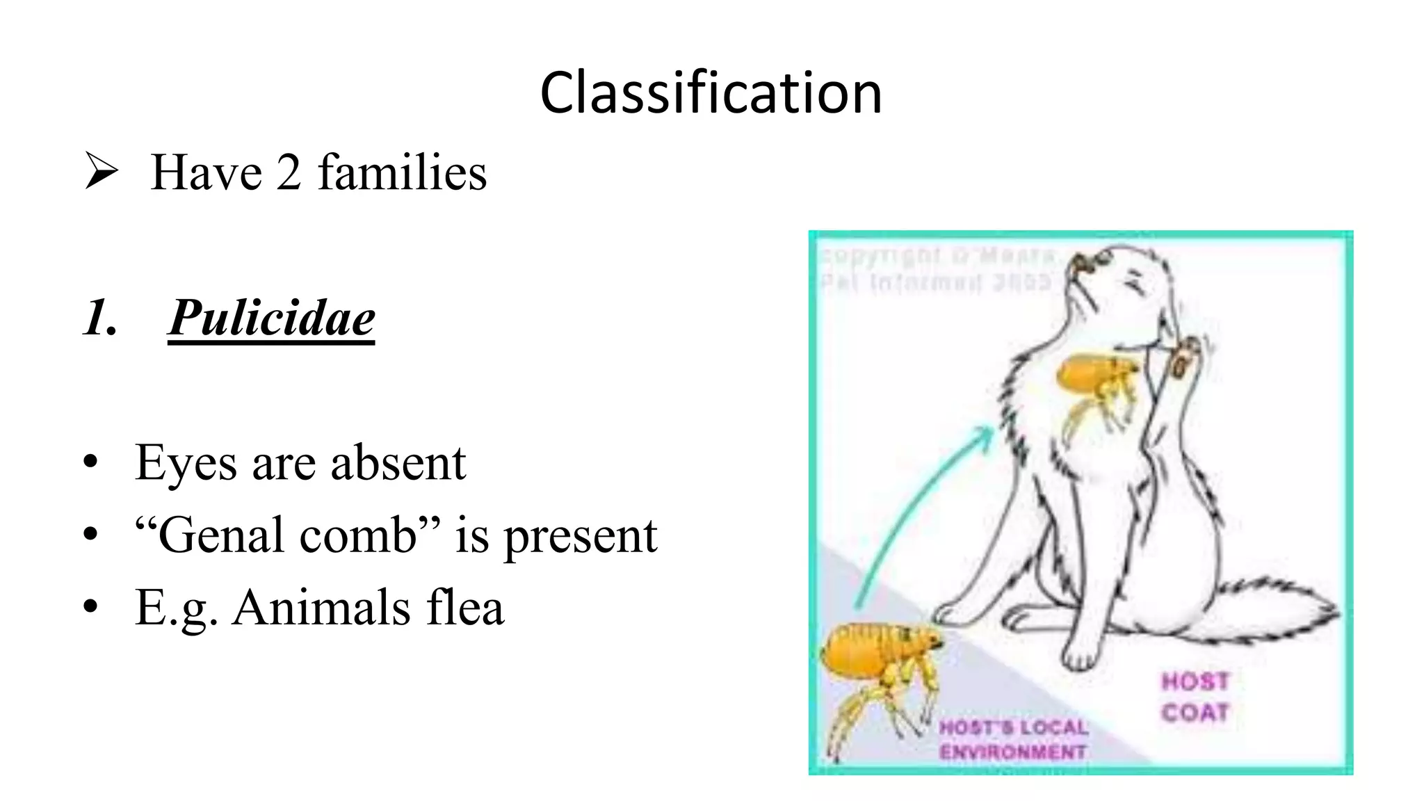 Order (Trichoptera & Siphonoptera) | PPTX