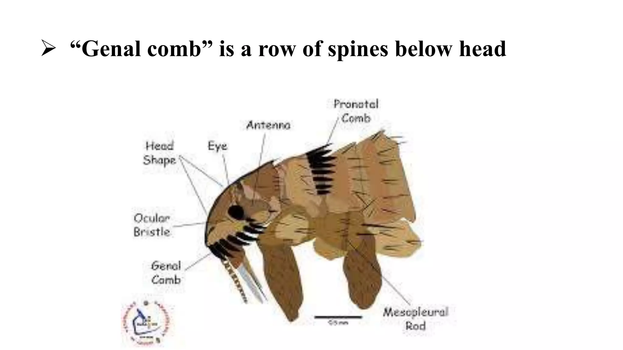 Order (Trichoptera & Siphonoptera) | PPTX