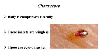 Order (Trichoptera & Siphonoptera) | PPTX