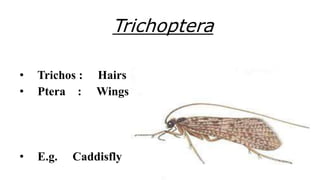 Order (Trichoptera & Siphonoptera) | PPTX