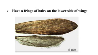 Order (Trichoptera & Siphonoptera) | PPTX