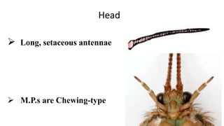 Order (Trichoptera & Siphonoptera) | PPTX