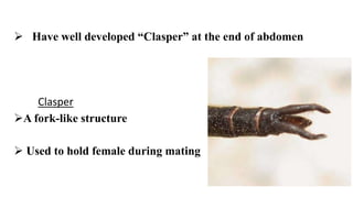 Order (Trichoptera & Siphonoptera) | PPTX