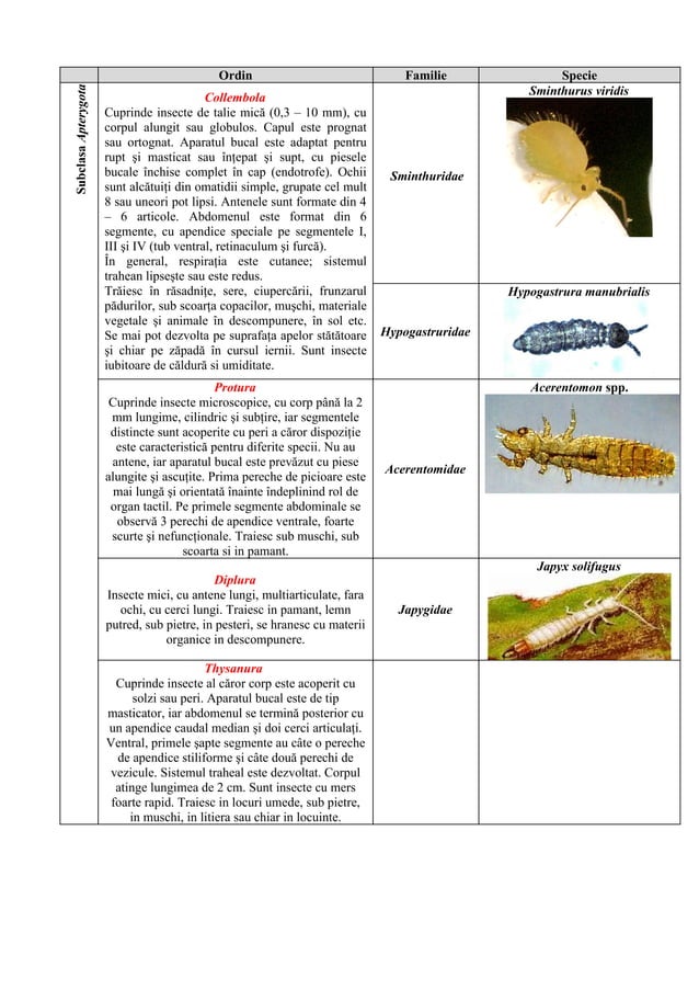Ordine de insecte | PDF