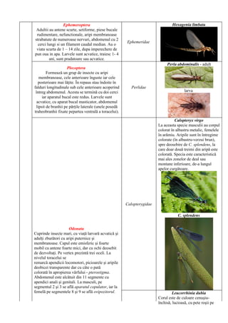 Ordine de insecte | DOC