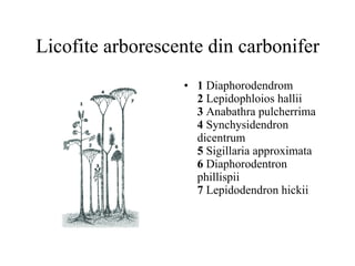 Ordinul Lepidodendrales | PPT