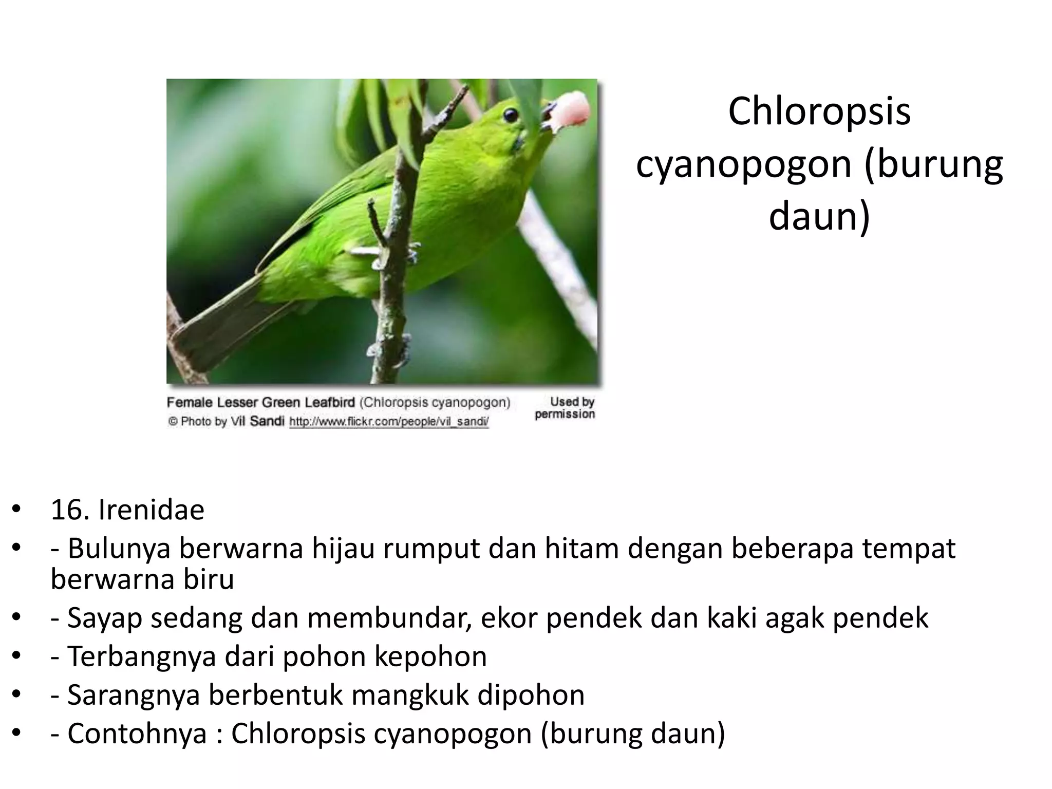 Ordo caprimulgiformes kelas aves | PPTX
