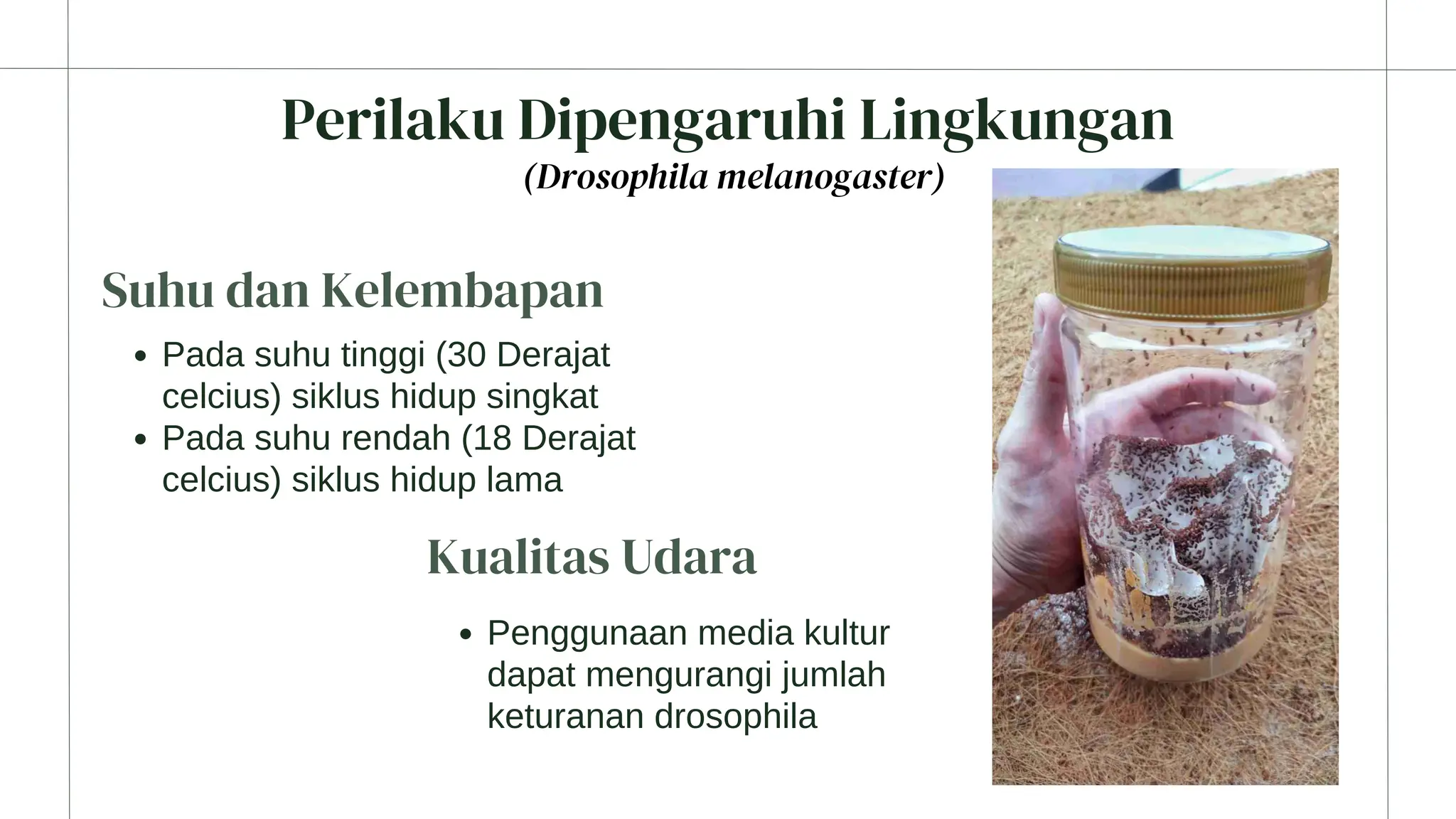 Ordo Diptera (Drosophilla melanogaster) (1).pdf