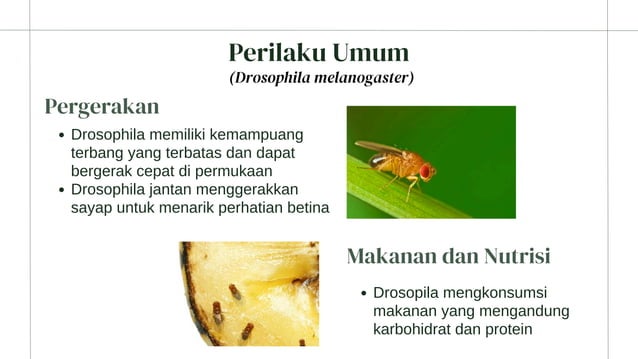 Ordo Diptera (Drosophilla melanogaster) (1).pdf