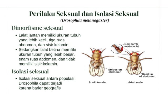 Ordo Diptera (Drosophilla melanogaster) (1).pdf