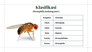 Ordo Diptera (Drosophilla melanogaster) (1).pdf