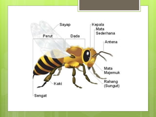 ORDO HYMENOPTERA ppt. - Copy.pptx