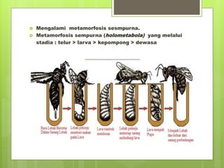 ORDO HYMENOPTERA ppt. - Copy.pptx
