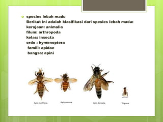ORDO HYMENOPTERA ppt. - Copy.pptx