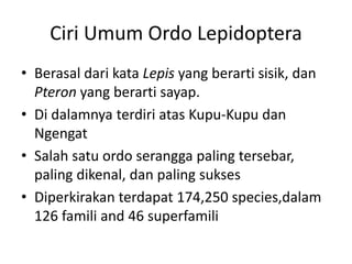 Ordo lepidoptera | PPT