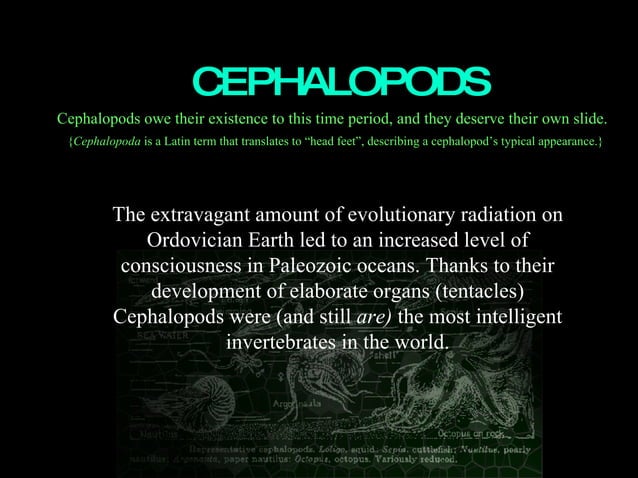 Sean + CJ Ordovician Period | PPT | Geography | Science